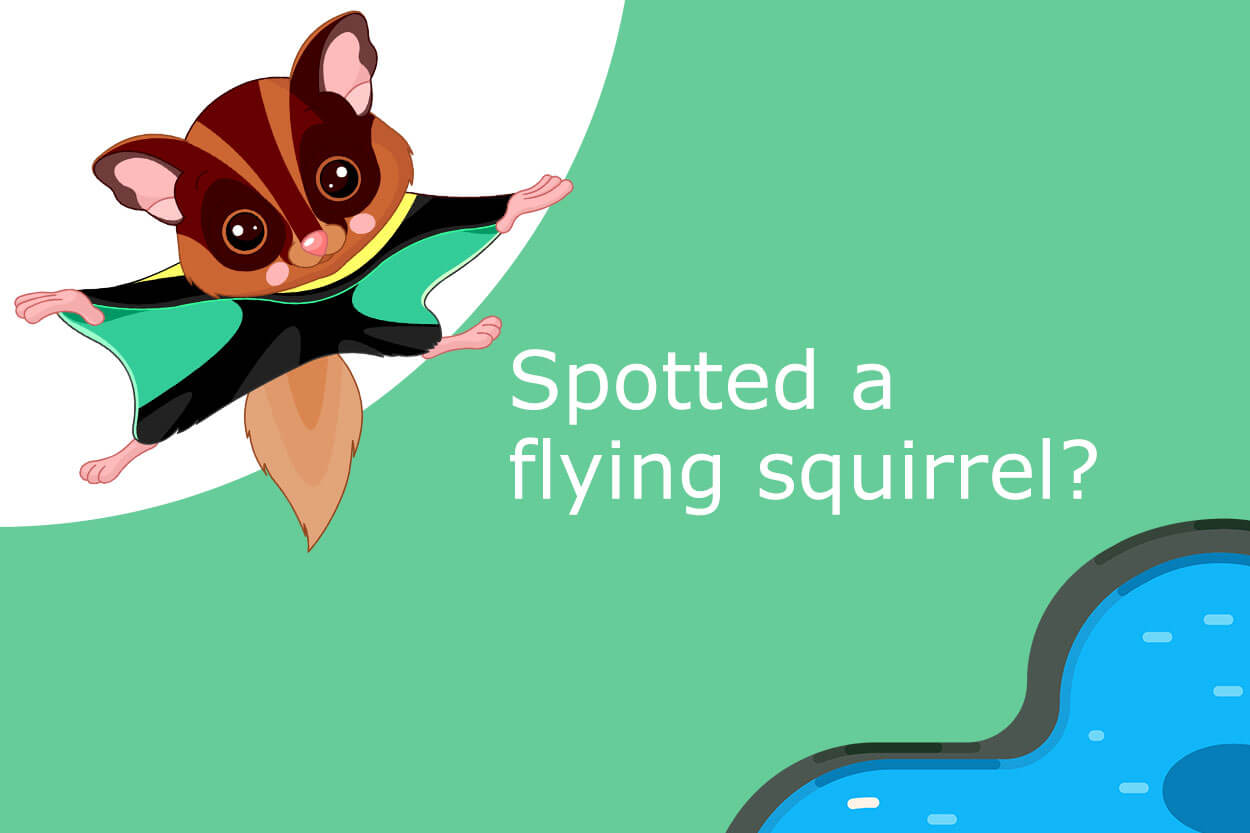 Flying squirrel